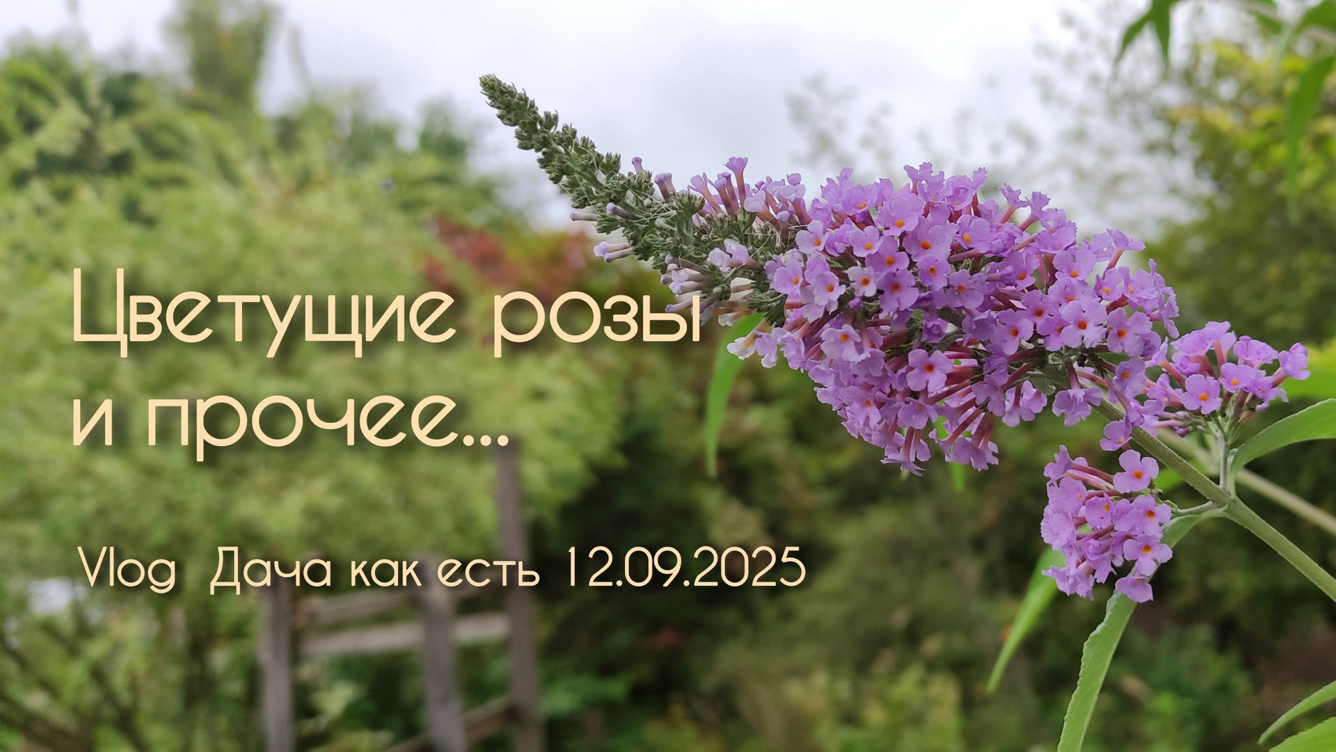 Розы в сентябре и что ещё у меня цветет / Vlog Дача как есть 12.09.2025