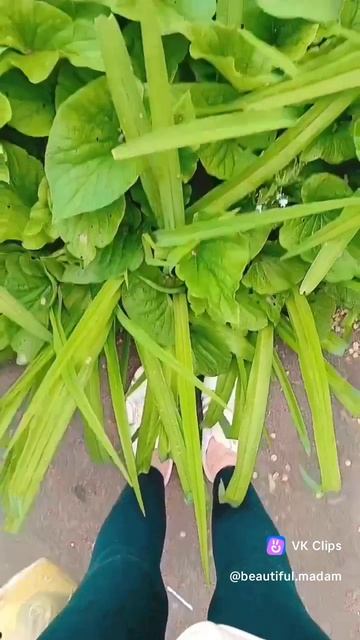 vkclips_20251014043035