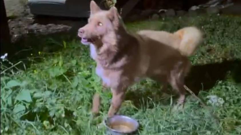 Экспедиция «Собаки Шерпы на Эльбрусе". Прилёт в аэропорт Минеральные Воды