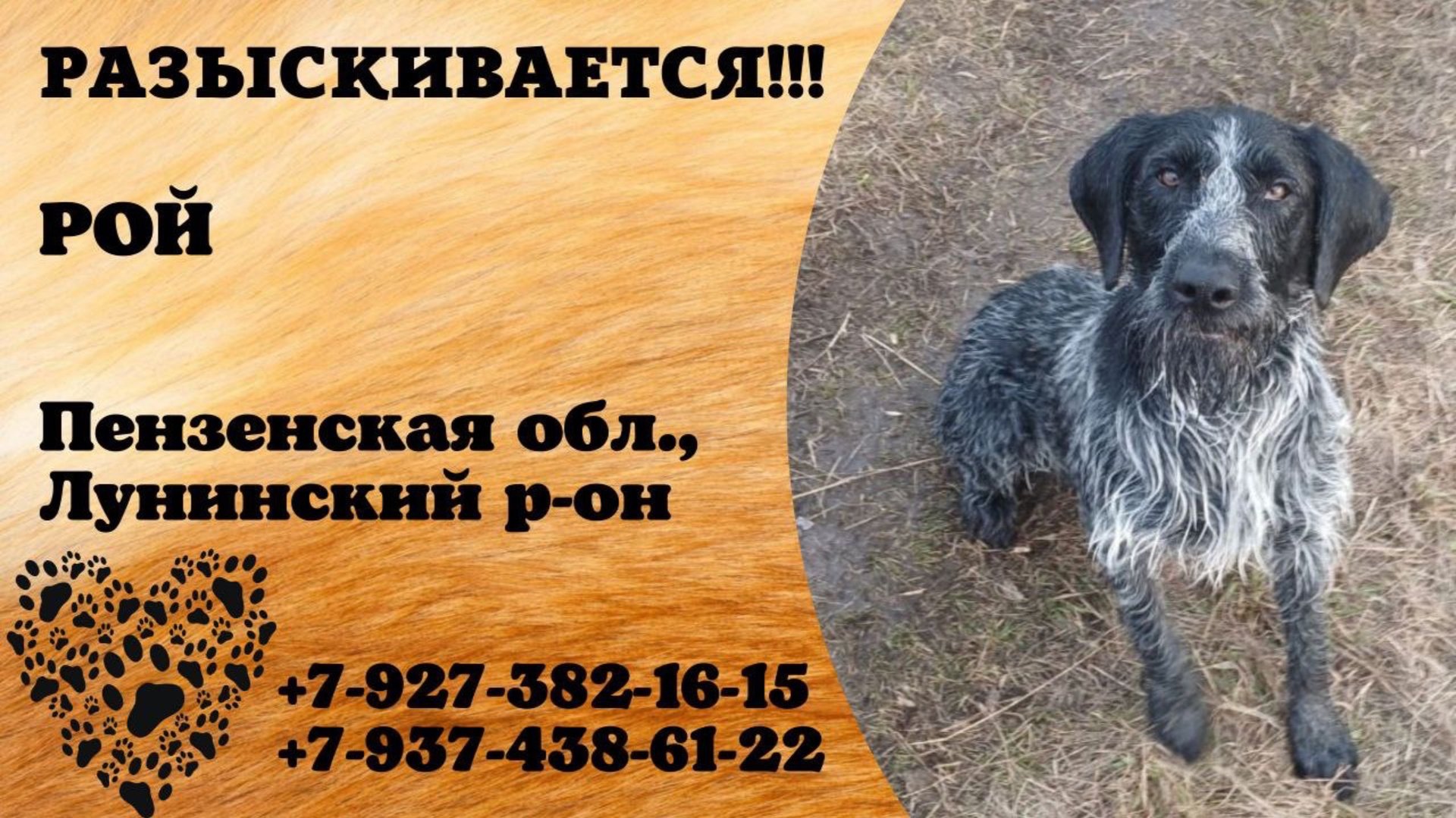 Пропала собака! РОЙ. Пензенская обл., Лунинский р-н.