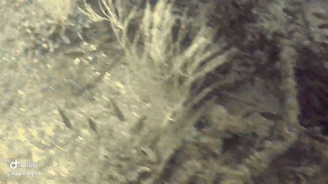 рэк-дайвинг, дайвинг на Фуджейре; дайвинг в Эмиратах; ОАЭ