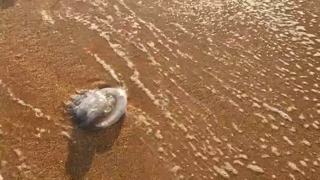 ПУТЕШЕСТВИЕ К МОРЮ