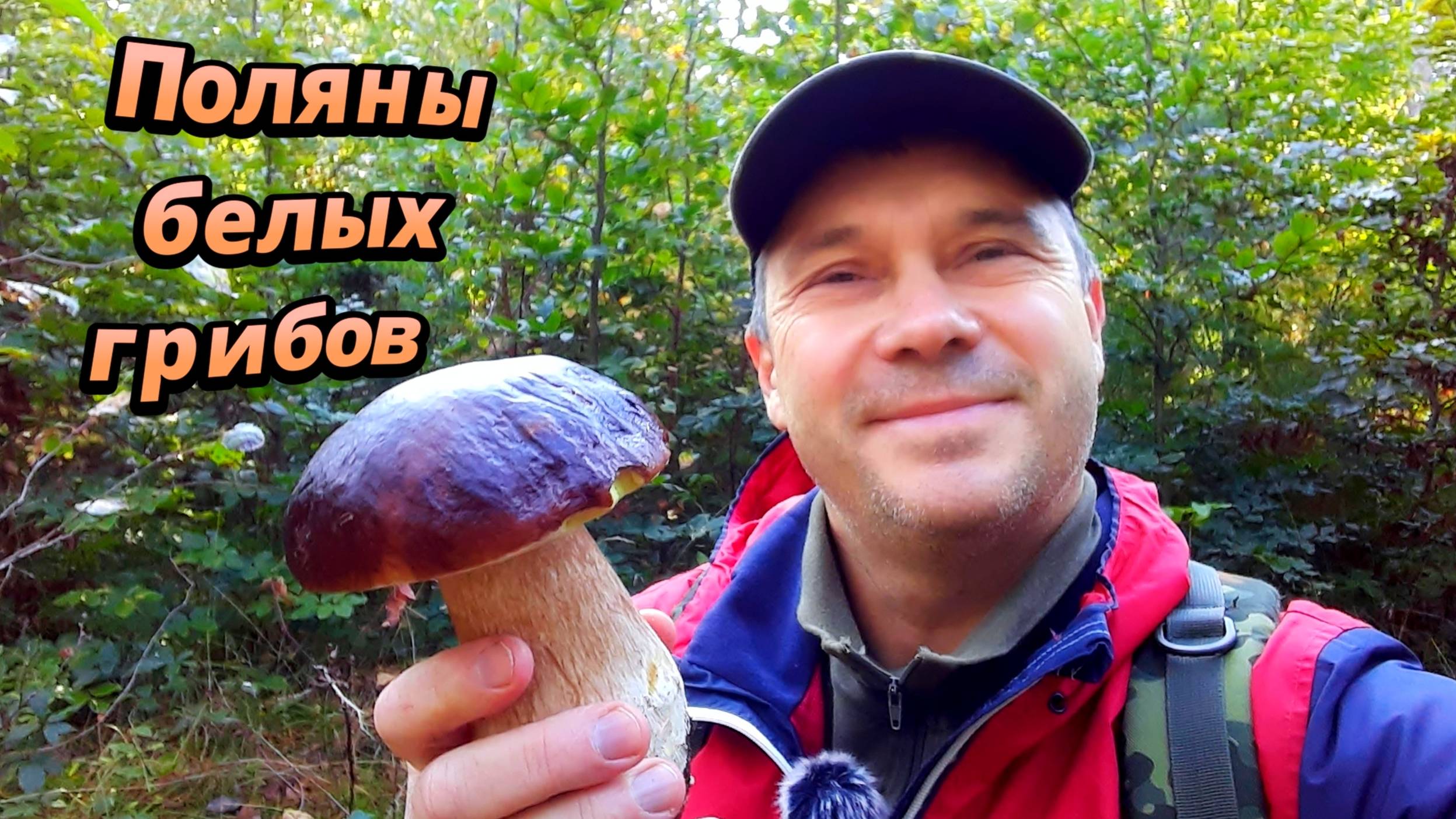 Поляны белых грибов