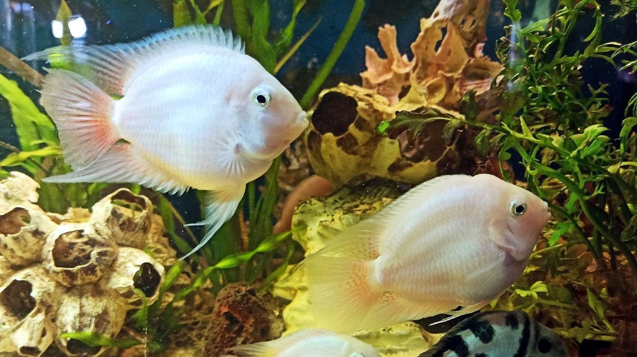 Перезапуск аквы 100 литров с цихлазомаии