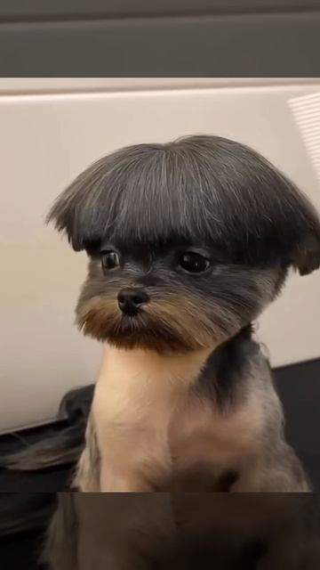 Зачем спрашивать как вас подстричь?)