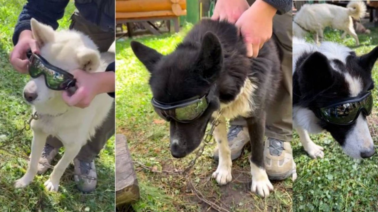 Первый день акклиматизации собак-шерпов в Приэльбрусье. Приучаем к солнцезащитным очкам