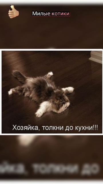 Котики без них скучна👍😻😻#юмор #котик