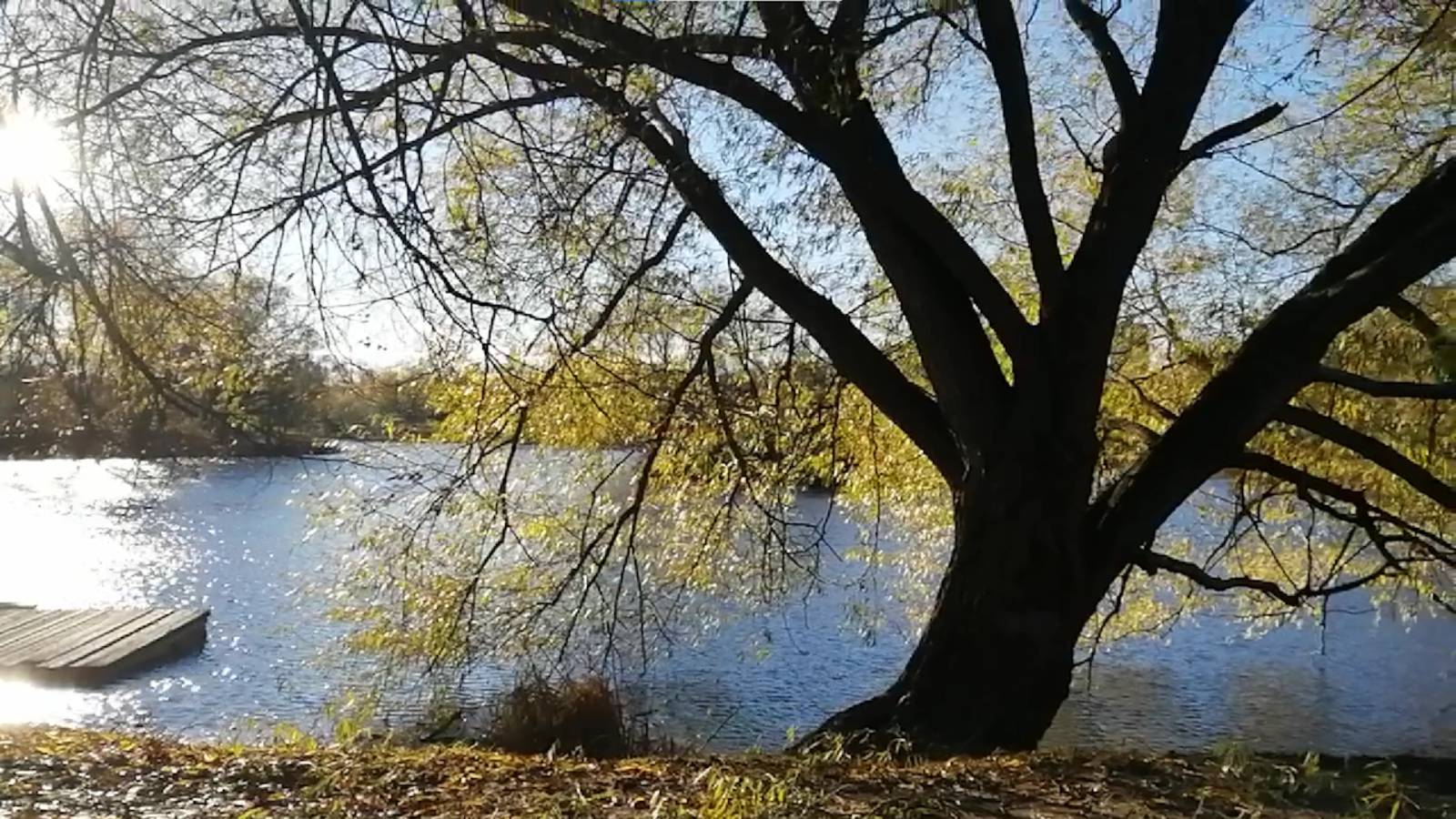 Осень в Южно-Приморском парке