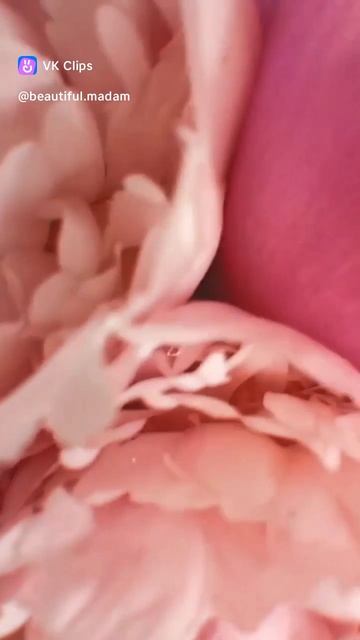 vkclips_20251014043012