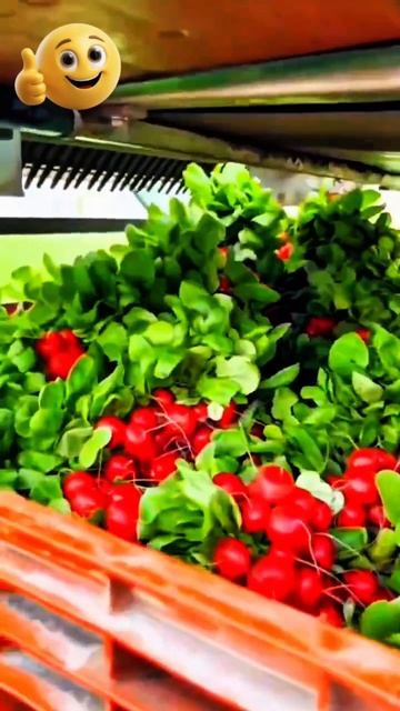 Урожайный год