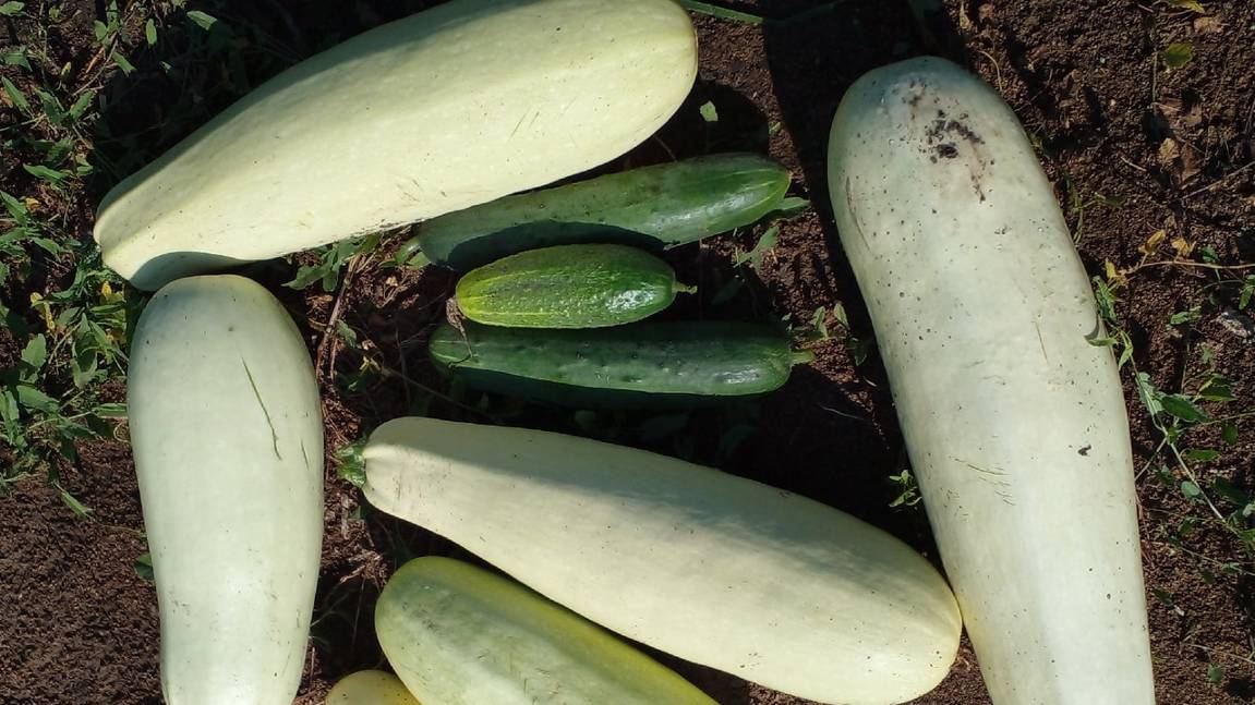 Кабачки, помидоры, огурцы, цветы. В квартире. На балконе. Выращивание овощей дома. На окне! Красота