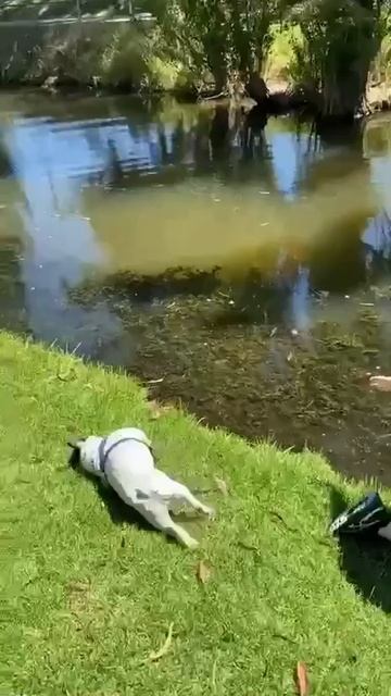 Выводов не сделал