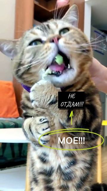 Они совсем как мы, только пушистые - делимся свежими роликами со смешными питомцами!