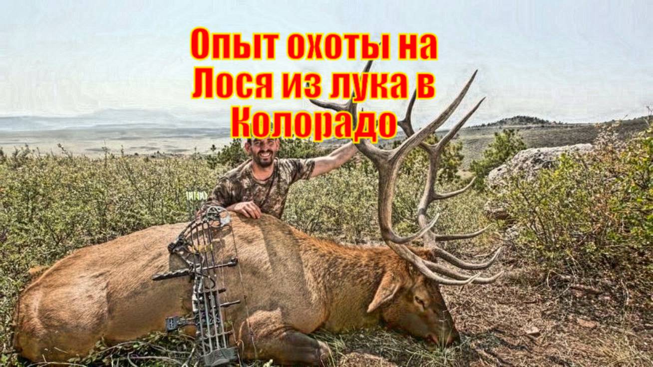 Опыт охоты на Лося из лука в Колорадо