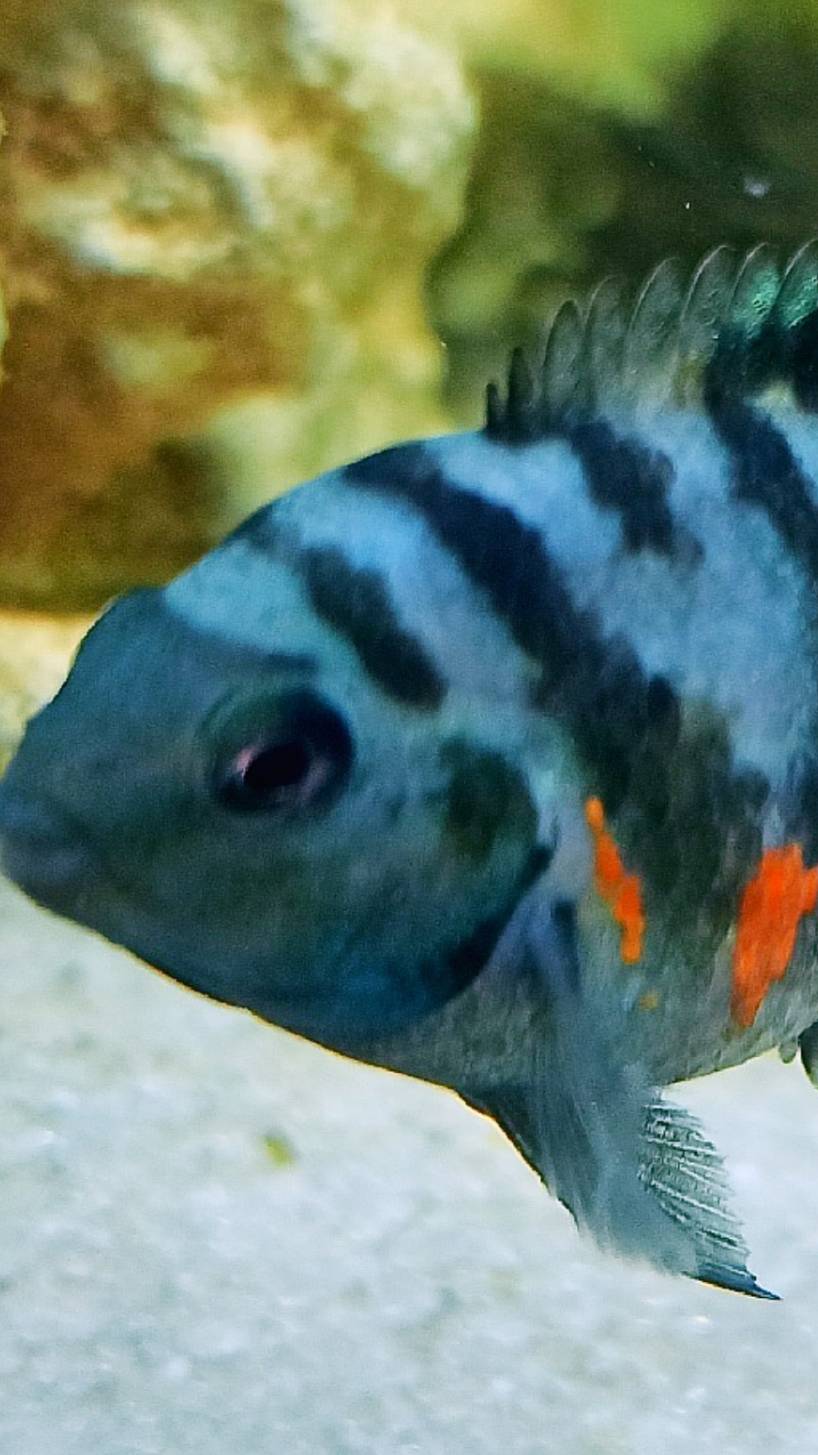 Подростки гибриды черноволосой цихлазомы и сапфирового попугая