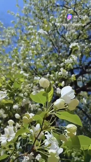 vkclips_20251014043108