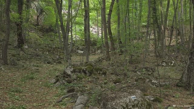 Парагильмен. Часть 4: относительно ровная лесная поляна на территории заказника
