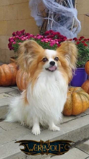 Анжэй и караоке. Король и шут. Оборотень.