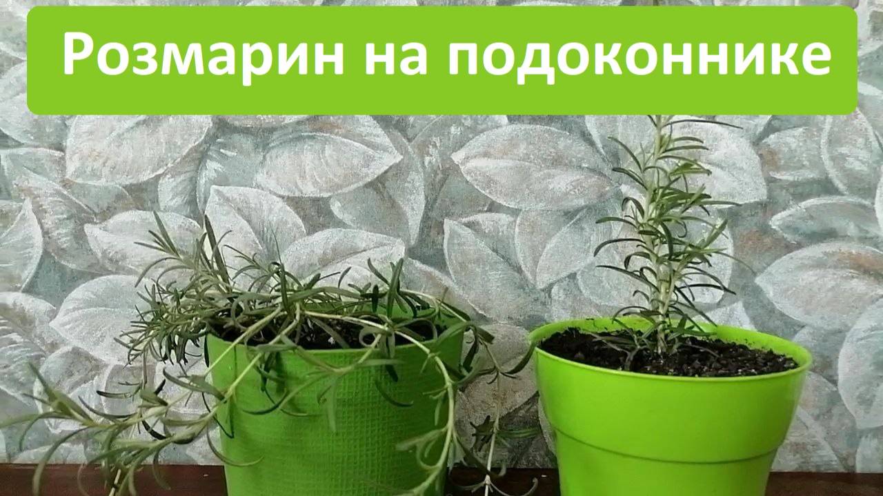 Розмарин в домашних условиях. Два вида. Как растут на подоконнике.