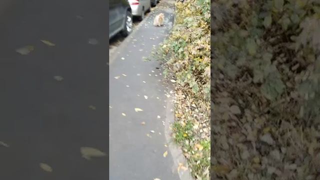 Мы идём гулять с собакой! | 14-окт-2025, 2