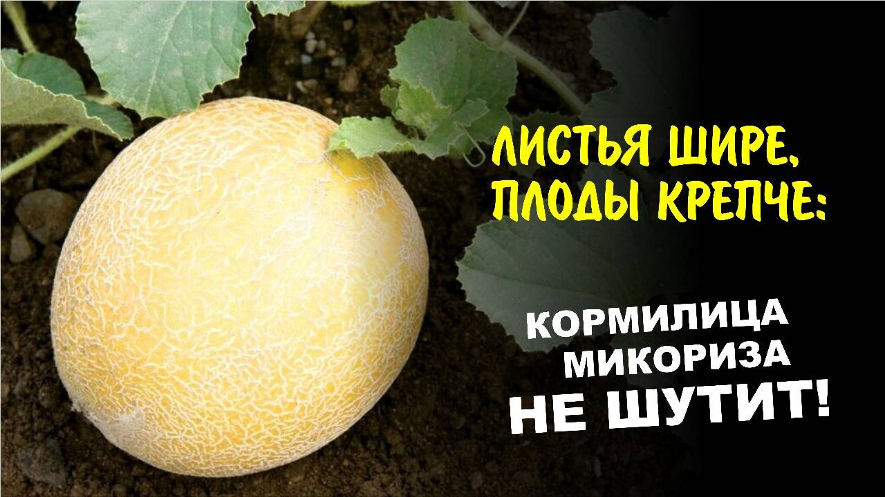 Дыня, которую вырастил Сергей. Секреты выращивания и подкормок. Смотри видео