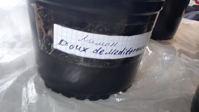 Краткий обзор цитрусов.Октябрь 2025