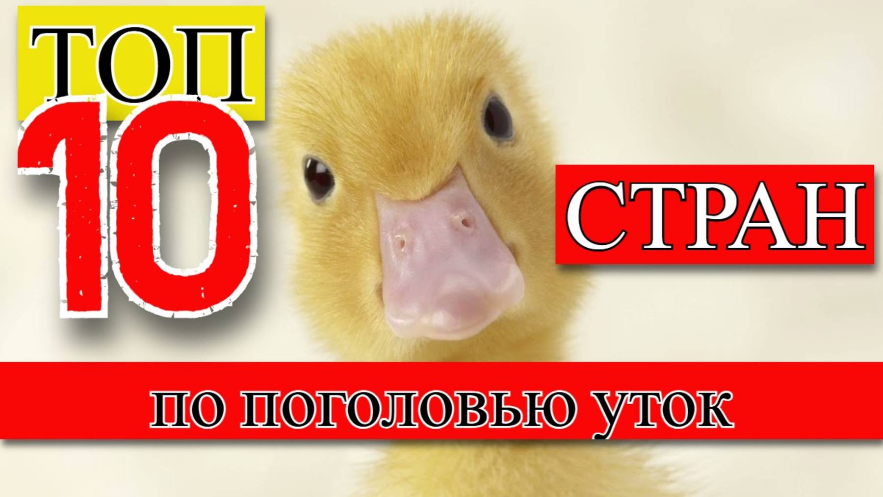 УТКИ: ТОП 10 стран по поголовью утиных (1961–2023)