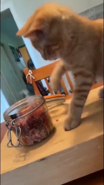 рыжие вредины)