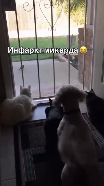 Инфаркт микарда!