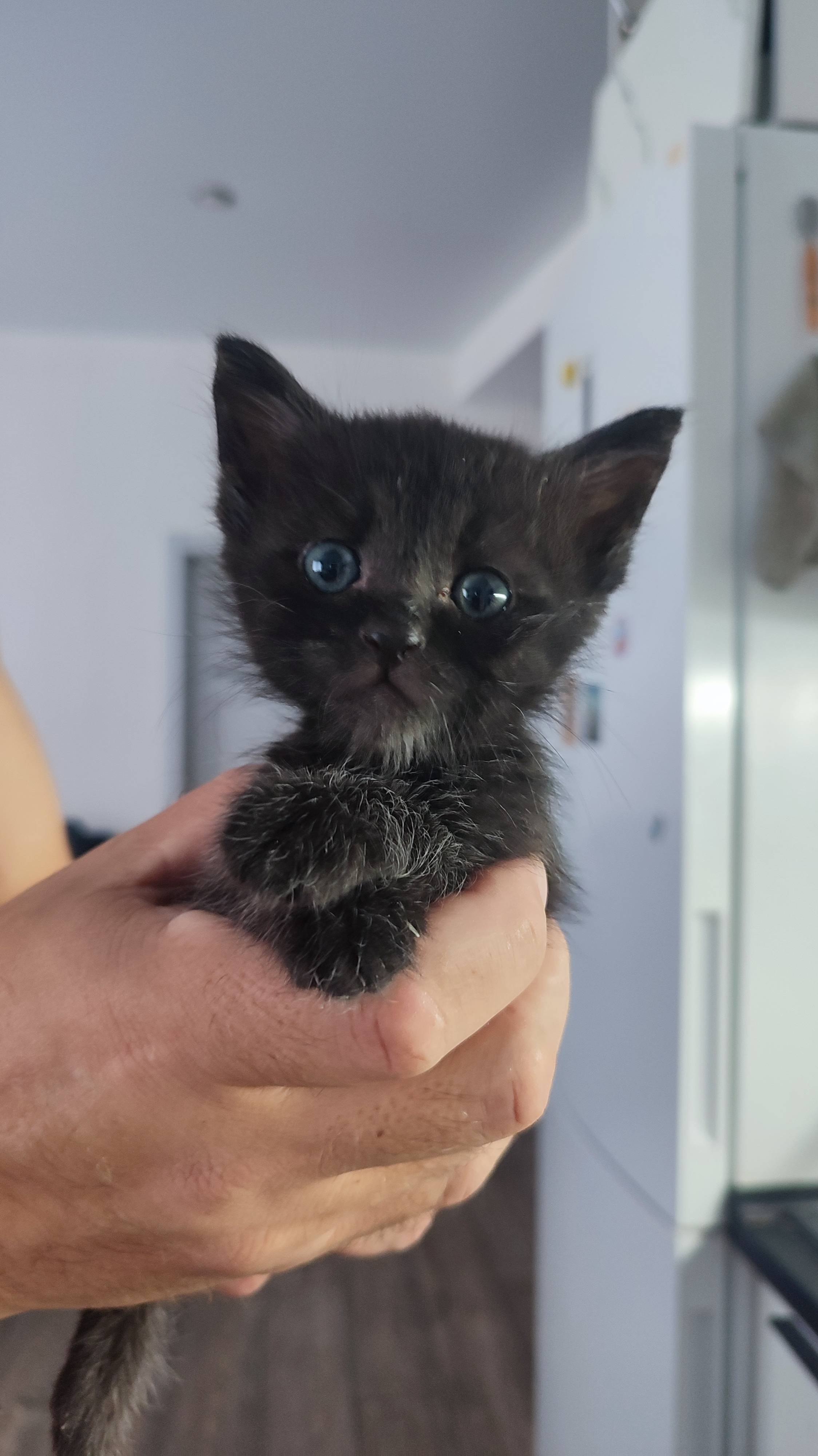 Брошенный котенок. Пришла пора расставаться