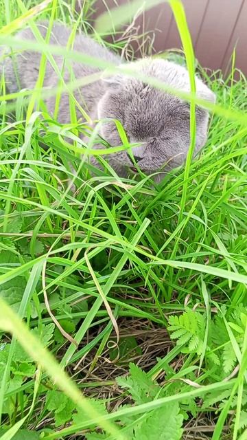 Домашний кот стал бездомным