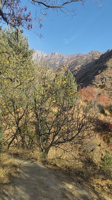 Горный лес в Узбекистане #Узбекистан #Сукок #Uzbekistan #Autumn #Nature #Mountains #Travel