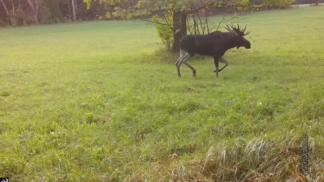 НАЧАЛО ГОНА У ЛОСЕЙ