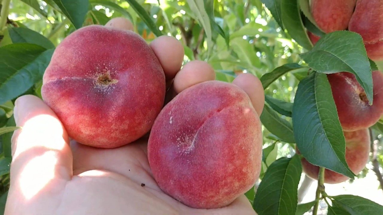 Инжирный персик УФО 5 Ростов-на-Дону | Small Gardens