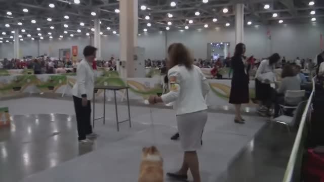 CACIB – FCI «Мемориал А.П.Мазовера» г. Москва 25-05-2019, судья Анна Альбриго (Италия)