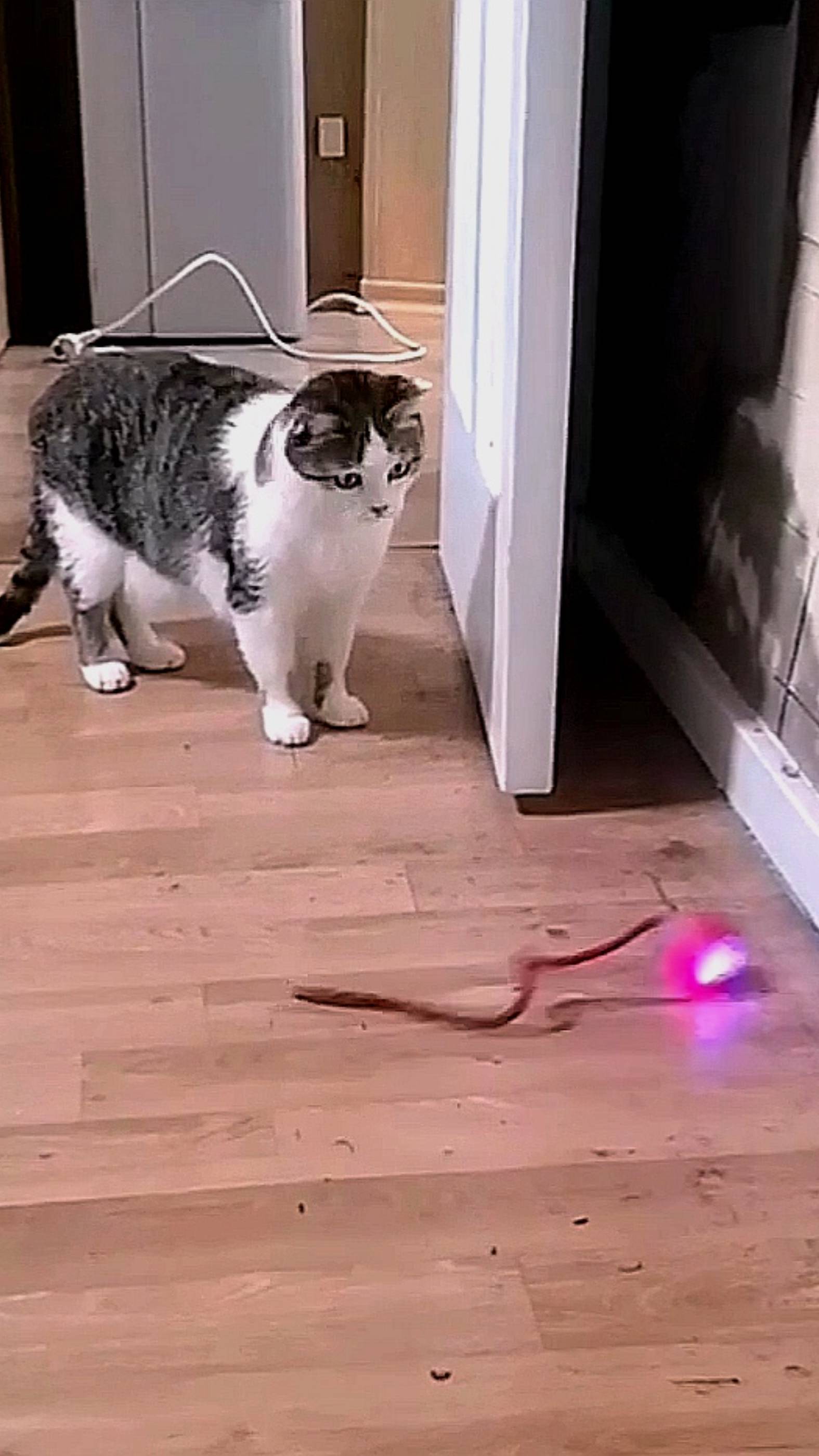 Когда кошке Грейси подарили классную.... Мышь... 🤘😻🐀