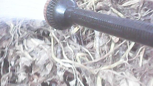 Орошение нашего компоста. Пополнение из тыквенных ветвей уже начало перепревать.