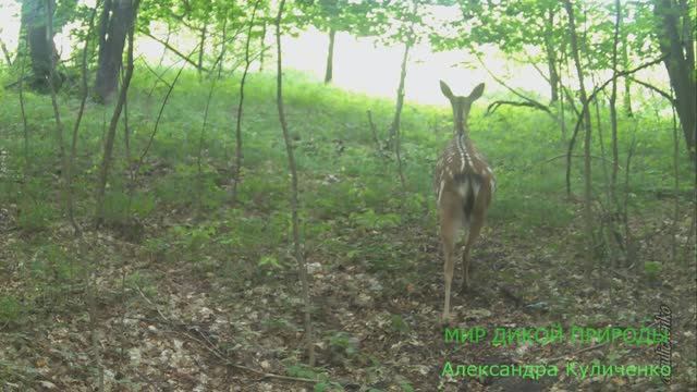 ЗВЕРИНАЯ ТРОПА. Как звучит голос оленей