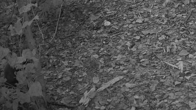 КУНИЦА И ЛОВУШКА