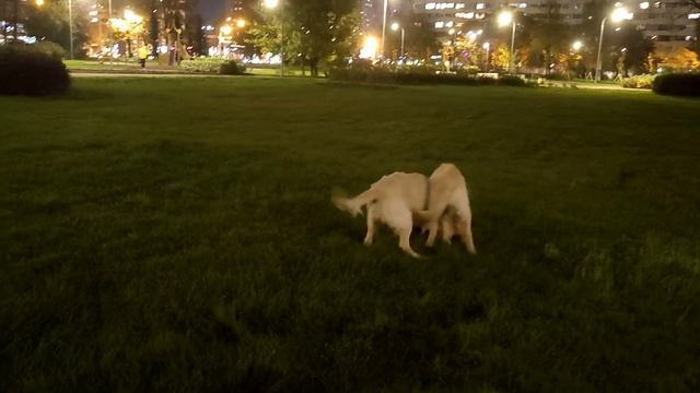 14.10.2025 - 6 месяцев Ахиллу и Морти