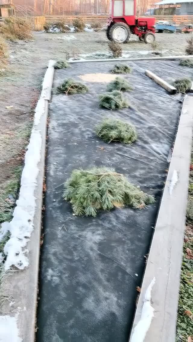Розы, трактор и я: неожиданные сочетание на ферме” 🌹🚜🤪