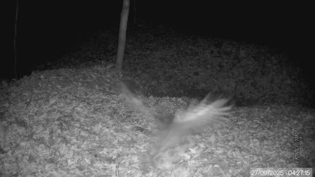 СОВА И МЫШКА у барсучьего городка