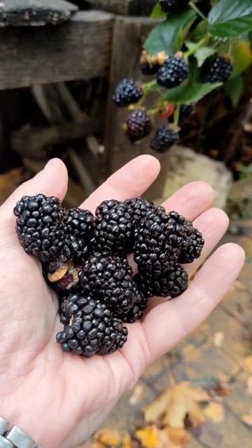 Продолжаем собирать ежевику в октябре