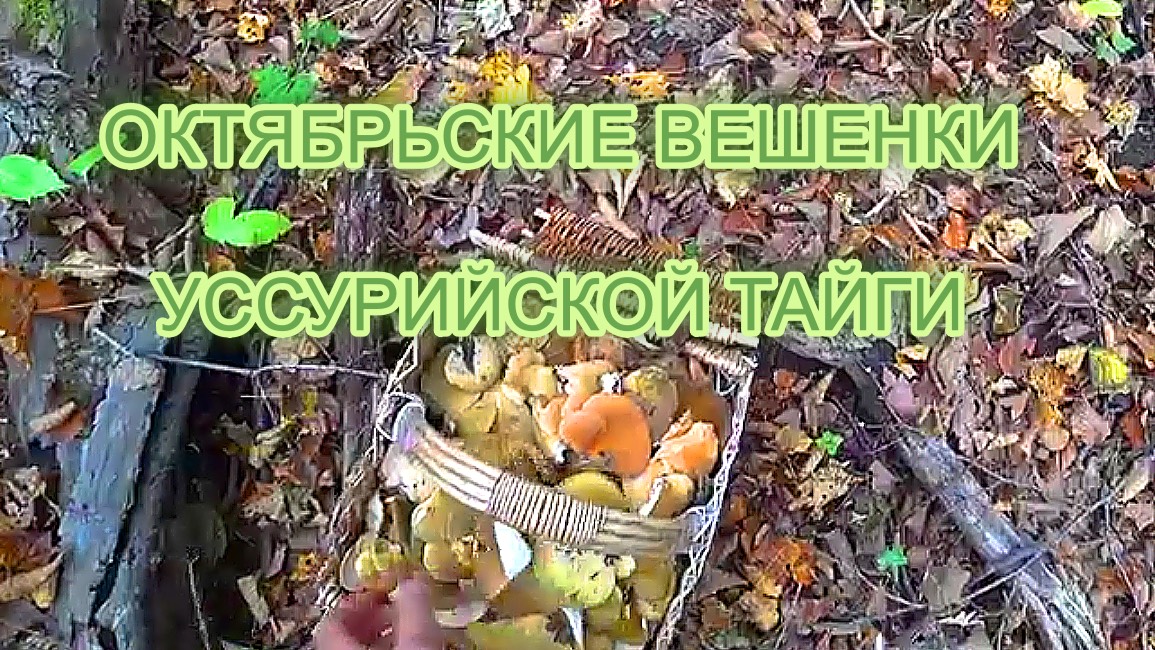ОКТЯБРЬСКИЕ ВЕШЕНКИ С УССУРИЙСКОЙ ТАЙГИ