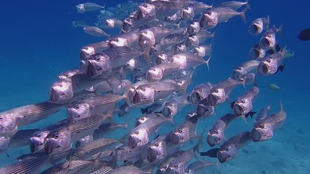 скумбрия несётся мимо лица