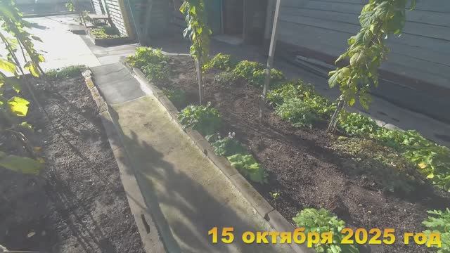 7 соток. На даче очень тепло, и солнечно. Хроника 15 октября 2025 год