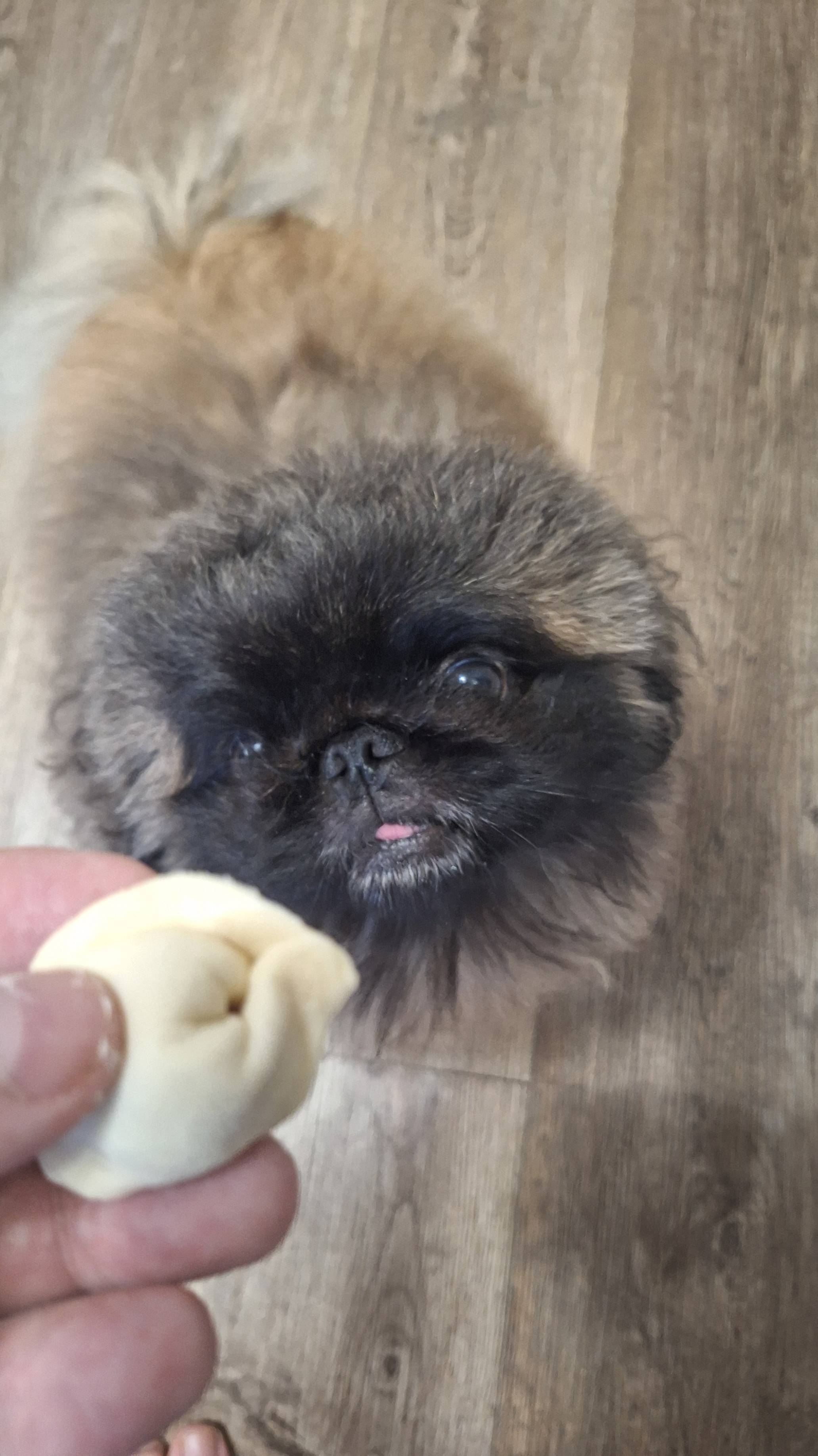 Пекинес Дендик контроль лепки пельменей