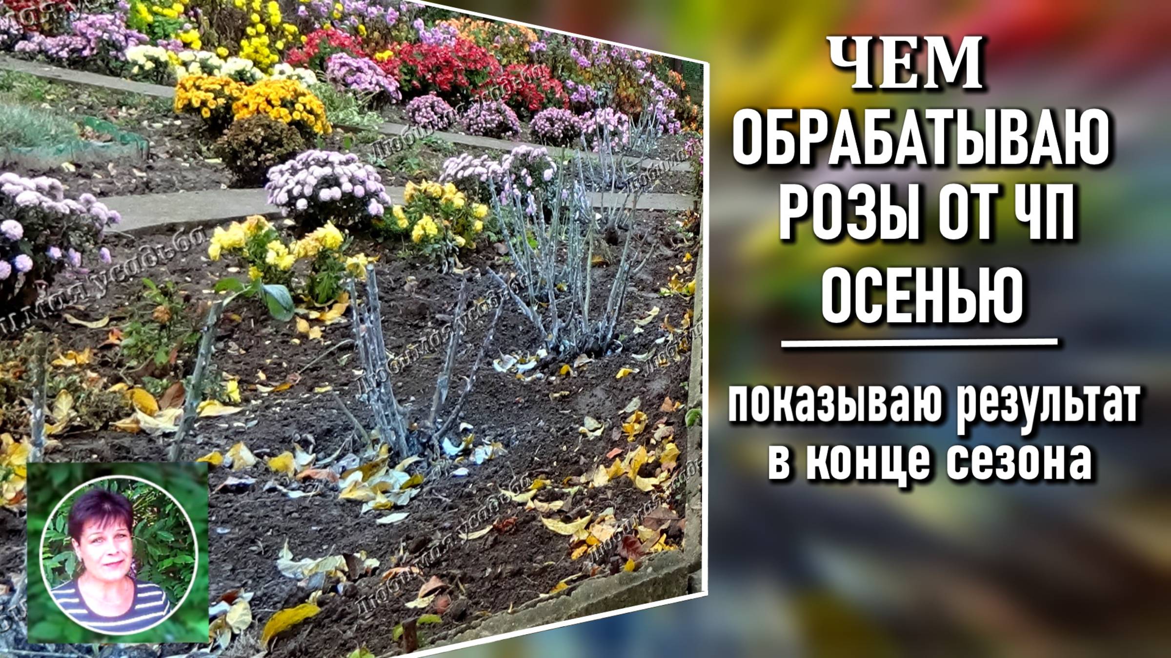 Очень эффективный раствор для осенней обработки роз от черной пятнистости и других болезней.