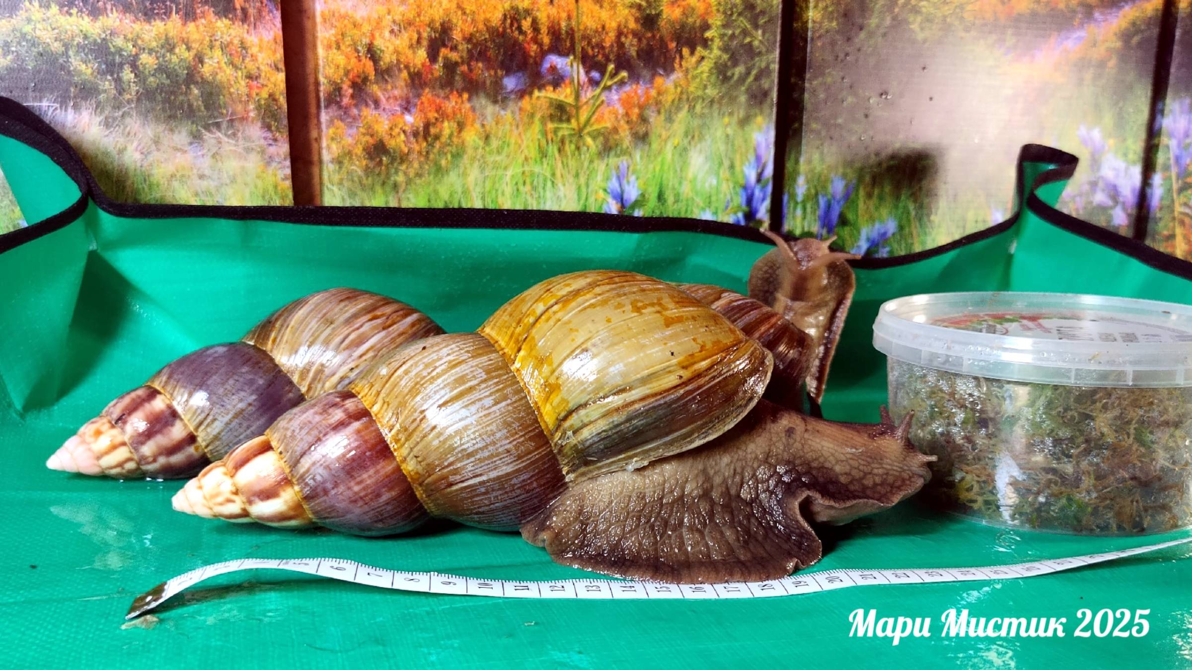 Как вырастить улитку с размером раковины 20 см и ногой 30 см 14/10/25 #ахатинафулика