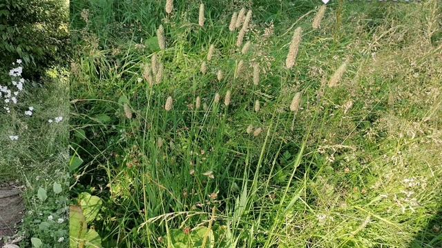 Красота природы HD.mp4